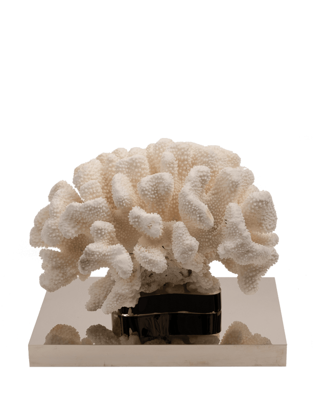Indulge in Ethical Luxury with Petri's Coral Reef Table Sculpture - A ...